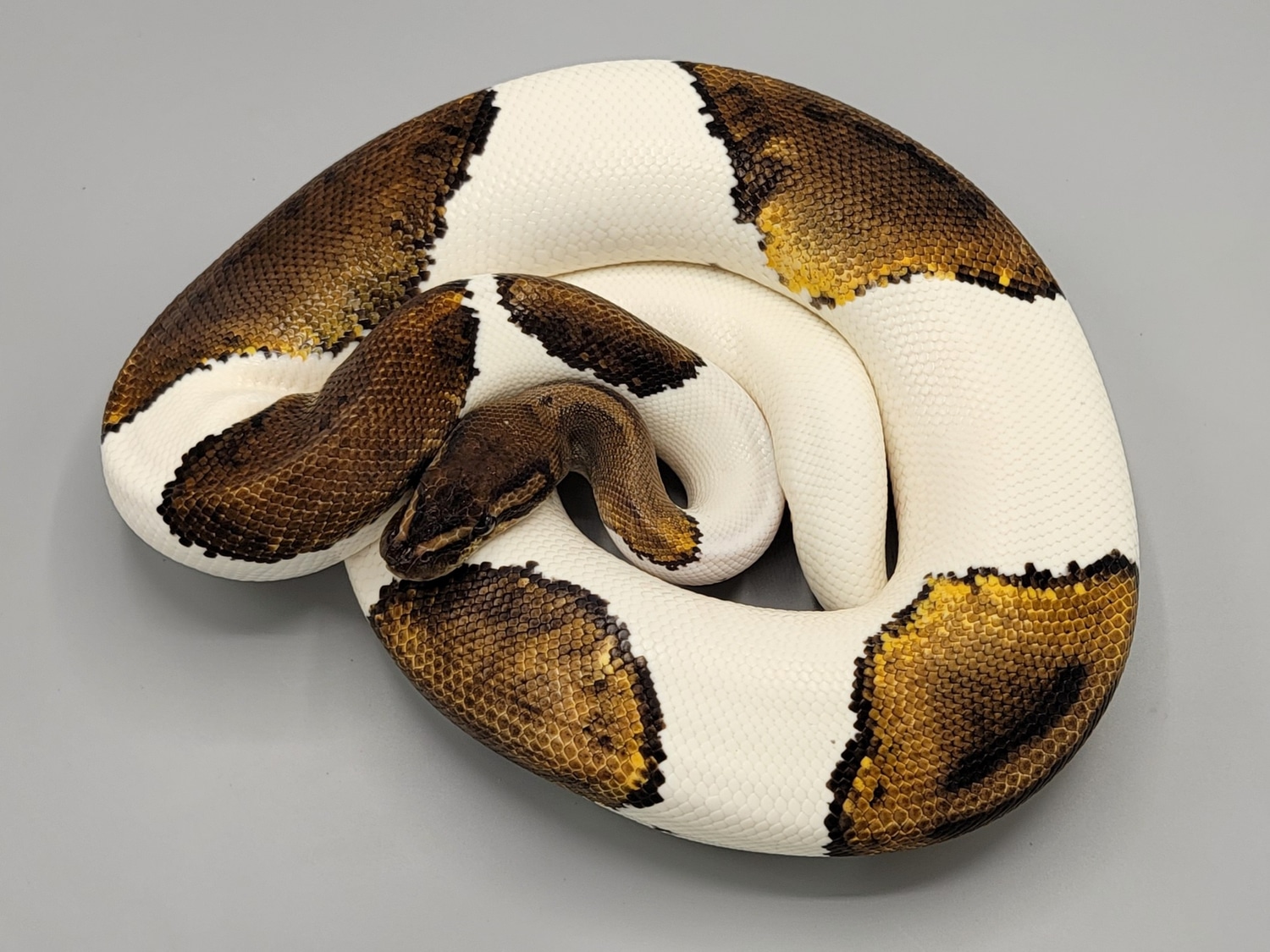 Mahogany Pied Ball Python by Milbradt & Caponetto Pythons - MorphMarket
