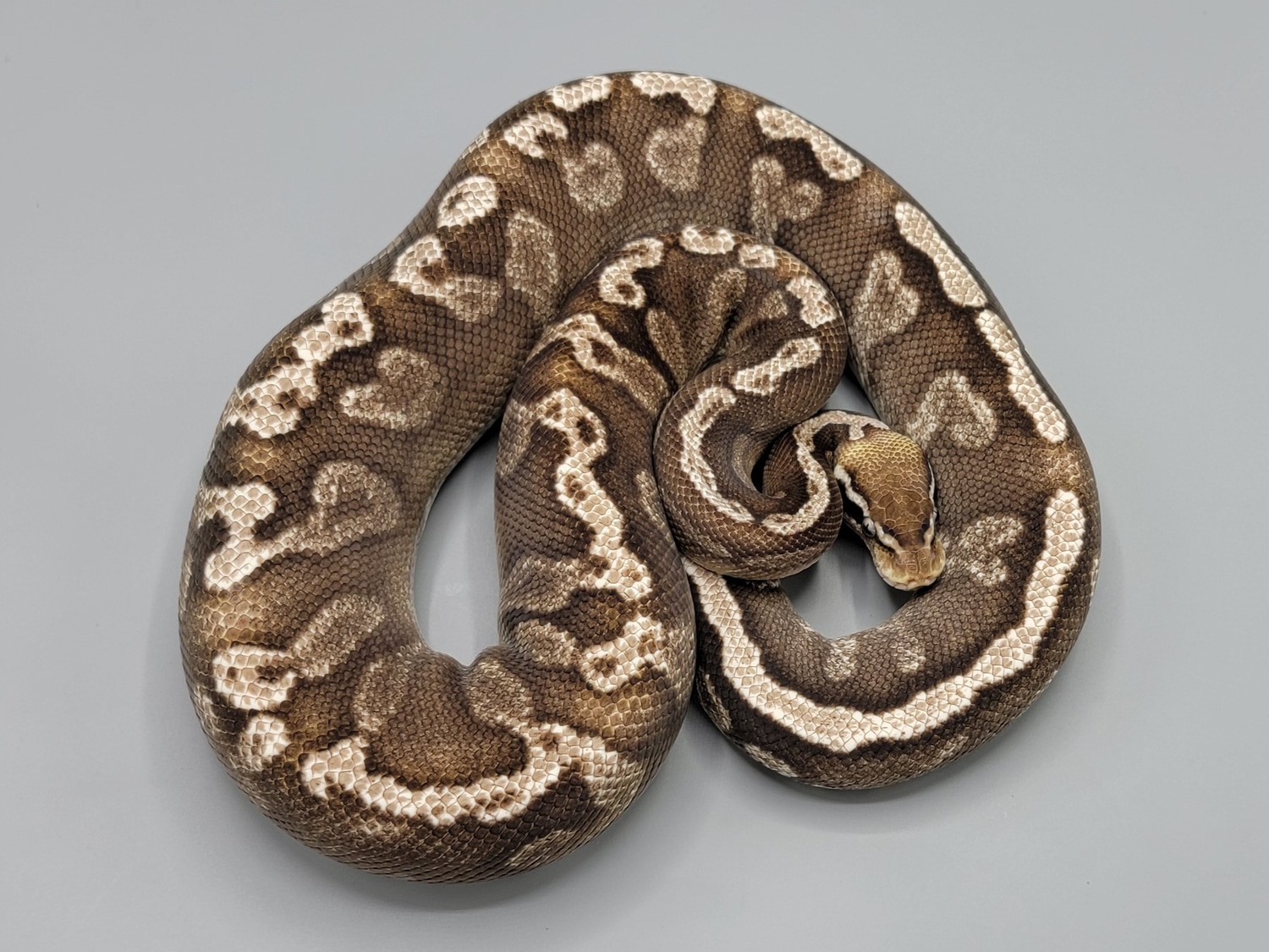 VPI Axanthic GHI Mojave Pastel Ball Python by Milbradt & Caponetto Pythons - MorphMarket