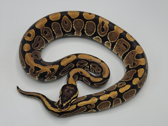 Double Het Monsoon/VPI Axanthic Ball Python by Milbradt & Caponetto Pythons