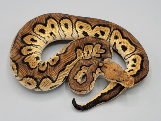 Orange Dream Black Pastel Clown Ball Python by Milbradt & Caponetto Pythons