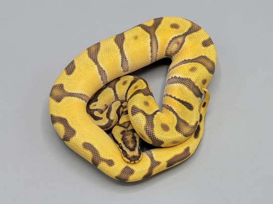 Hypo Super Enchi Orange Dream Ball Python by Milbradt & Caponetto Pythons