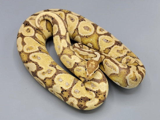 Banana Gravel - Proven Breeder Ball Python by Milbradt & Caponetto Pythons