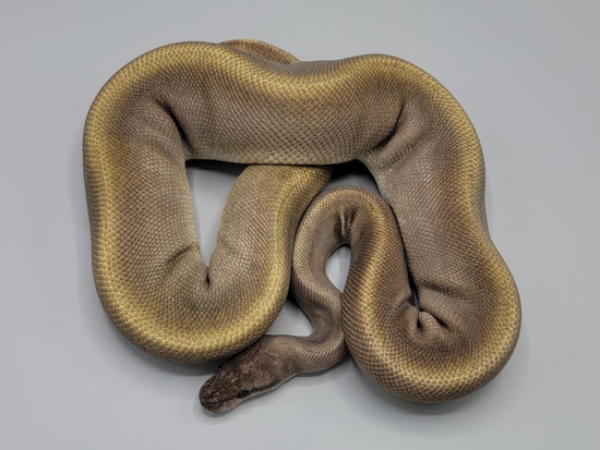 Mahogany GHI Mojave Black Pastel Het Pied Ball Python by Milbradt ...