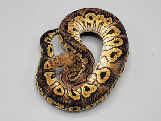 Orange Dream Black Pastel Clown Ball Python by Milbradt & Caponetto Pythons