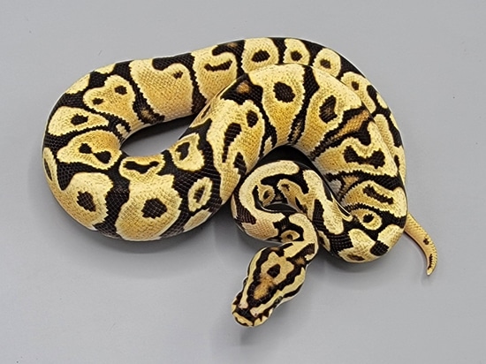 Orange Dream Fire Spotnose Lace Het Clown Ball Python by Milbradt & Caponetto Pythons