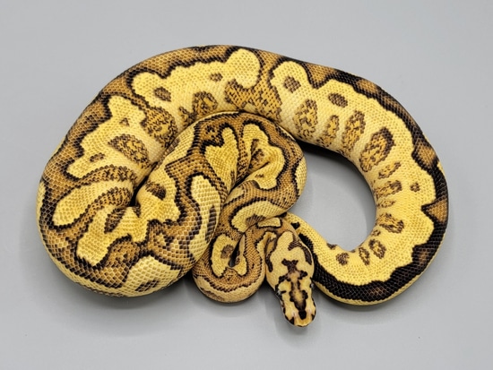 Fire Spotnose Red Stripe Yellowbelly Clown Ball Python by Milbradt ...
