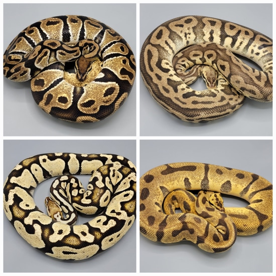 0.4 Adult Breeder Female Group - No Reserve Ball Python by Milbradt ...