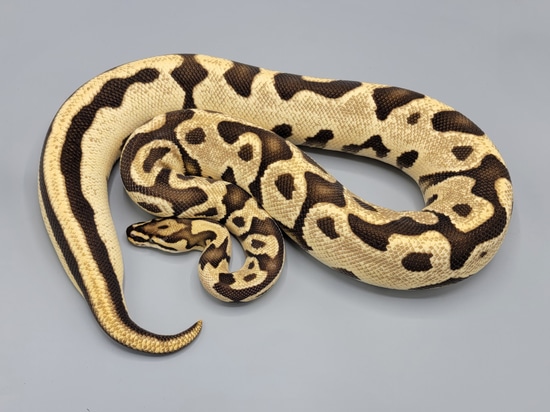 Adult Orange Dream Leopard Fire Mario - No Reserve Ball Python by ...