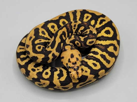 Confusion Spotnose Yellowbelly Clown Ball Python by Milbradt ...
