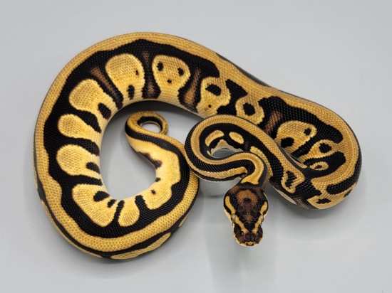 Super Orange Dream Leopard Het Clown Ball Python by Milbradt ...
