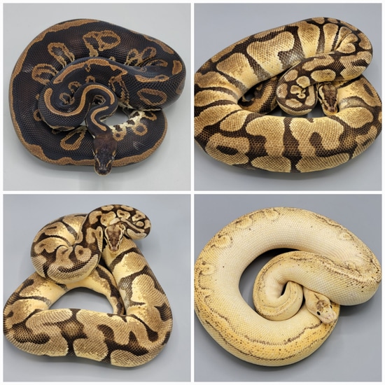 Adult Breeder Female Group - No Reserve Ball Python by Milbradt ...