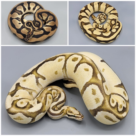 0.3 Adult Breeder Female Group - No Reserve Ball Python by Milbradt ...