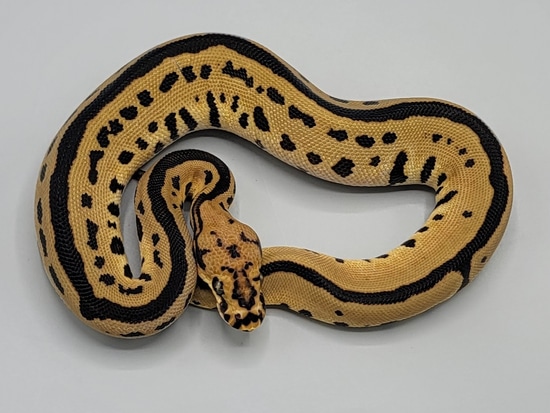Yellowbelly Batman Ball Python by Milbradt & Caponetto Pythons