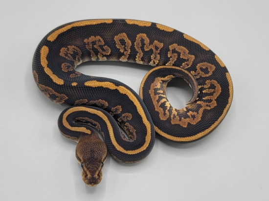 Black Pastel Chocolate Mahogany Het Desert Ghost Ball Python by ...