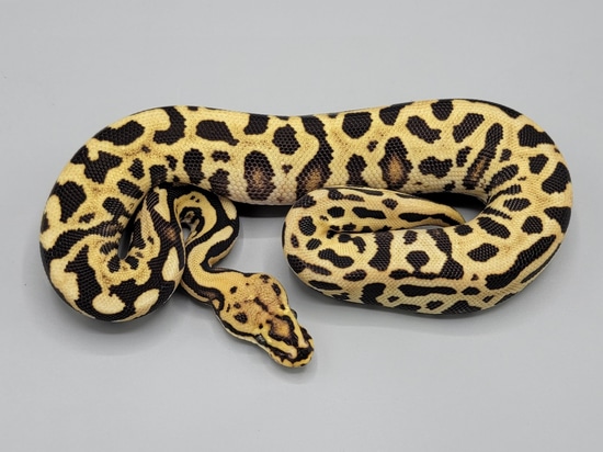 Fire Leopard Spotnose Lace Het Clown Ball Python by Milbradt & Caponetto Pythons