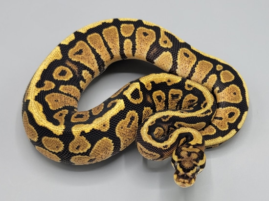 Vanilla Spotnose Yellowbelly Het Paint Ball Python by Milbradt ...