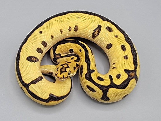 Lace Enchi Leopard Spotnose Clown Ball Python by Milbradt & Caponetto ...