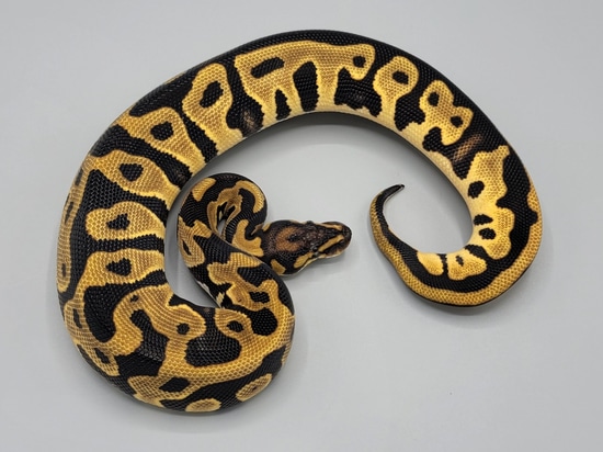 Lace Orange Dream Leopard Het Clown Ball Python by Milbradt & Caponetto ...