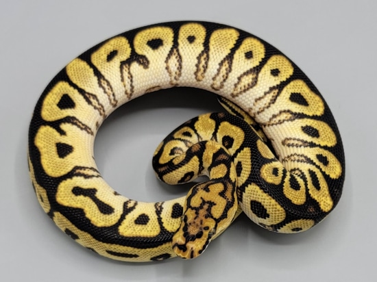 Orange Dream Spotnose Clown Ball Python by Milbradt & Caponetto Pythons