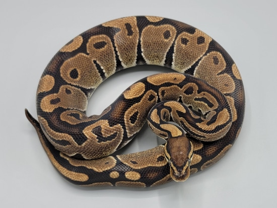 Double Het Desert Ghost/VPI Axanthic Ball Python by Milbradt ...