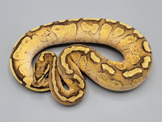 Vanilla Enchi Paint Het Hypo Ball Python by Milbradt & Caponetto Pythons