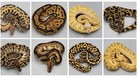 Group Of 8 Clowns/Het Clowns - NO Reserve Ball Python by Milbradt ...