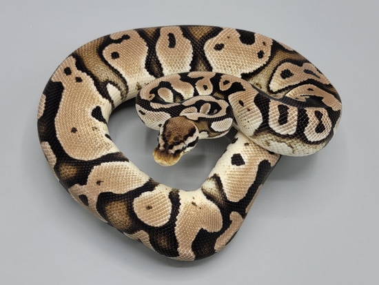 Pastel VPI Axanthic Double Het Desert Ghost/Clown Ball Python by ...