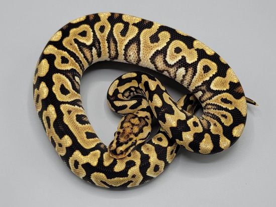 Orange Dream Spotnose Crypton Ball Python by Milbradt & Caponetto Pythons