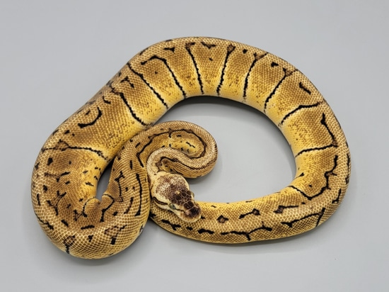 Pastel Pinstripe Double Het Desert Ghost/VPI Axanthic Ball Python by ...