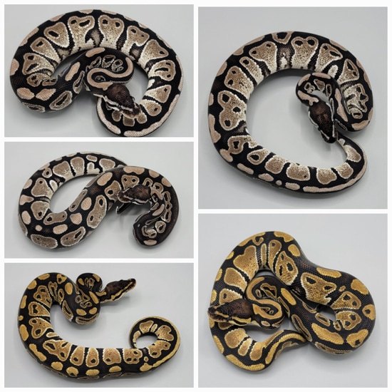 2.3 VPI Axanthic Genetic Stripe Group - NO Reserve Ball Python by ...