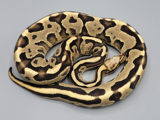 Super Vanilla Leopard Het Paint Ball Python by Milbradt & Caponetto Pythons