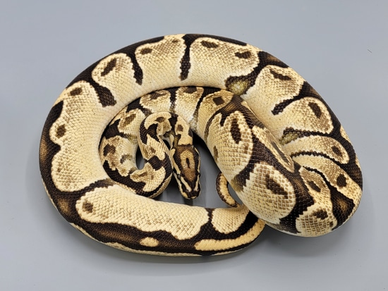 Orange Dream Fire Mario 50% Het Desert Ghost Ball Python by Milbradt ...