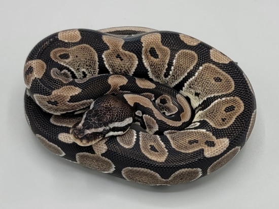 VPI Axanthic Double Het Desert Ghost/Pied Ball Python by Milbradt ...