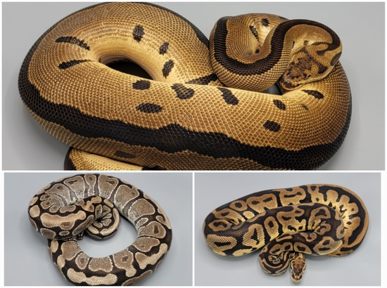 0.3 Adult Breeder Female Group Ball Python by Milbradt & Caponetto Pythons