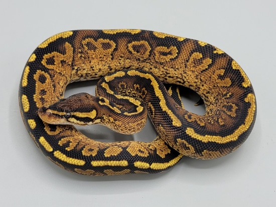 Yellowbelly Paint Ball Python by Milbradt & Caponetto Pythons