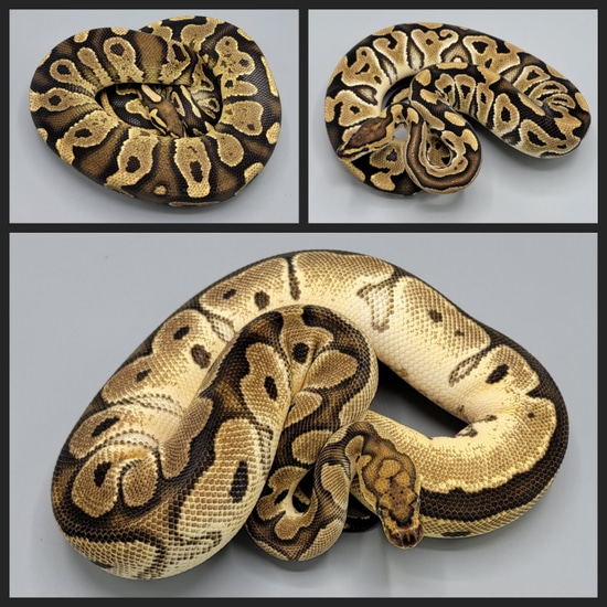 1.2 Clown/Crypton Group Ball Python by Milbradt & Caponetto Pythons