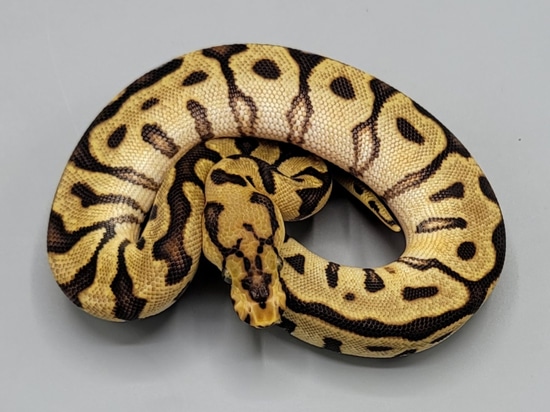 Enchi Spotnose Clown Het Desert Ghost Ball Python by Milbradt & Caponetto Pythons