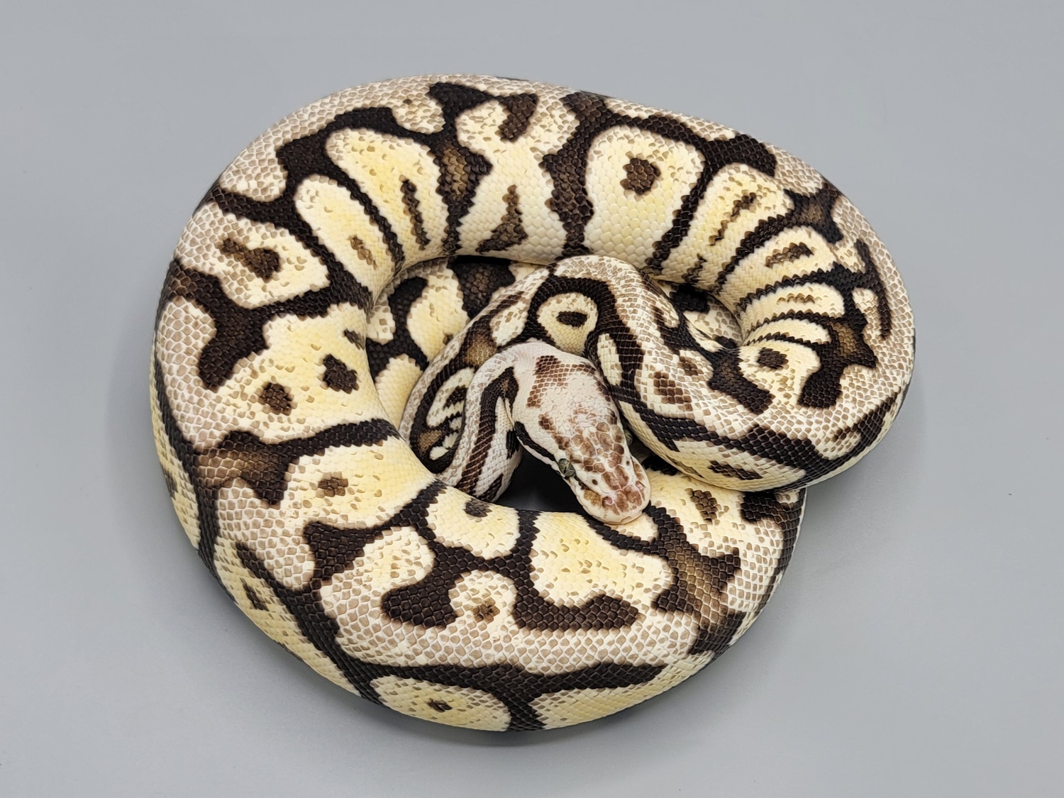 Spotnose Firefly double het Desert Ghost/VPI Axanthic