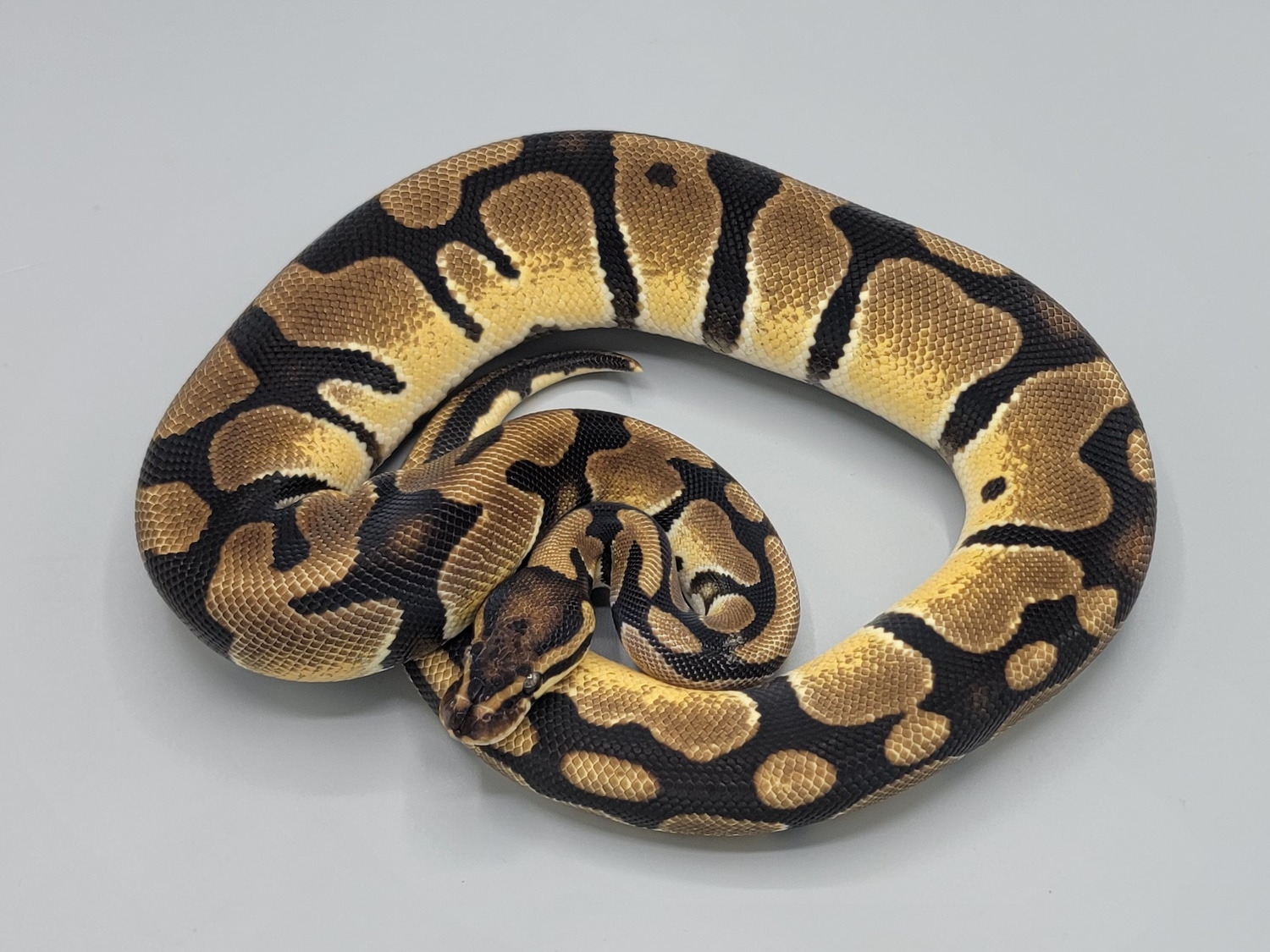 Orange Dream triple het Desert Ghost/Hypo/Pied