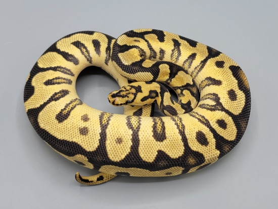 Fire Spotnose Clown Ball Python by Milbradt & Caponetto Pythons
