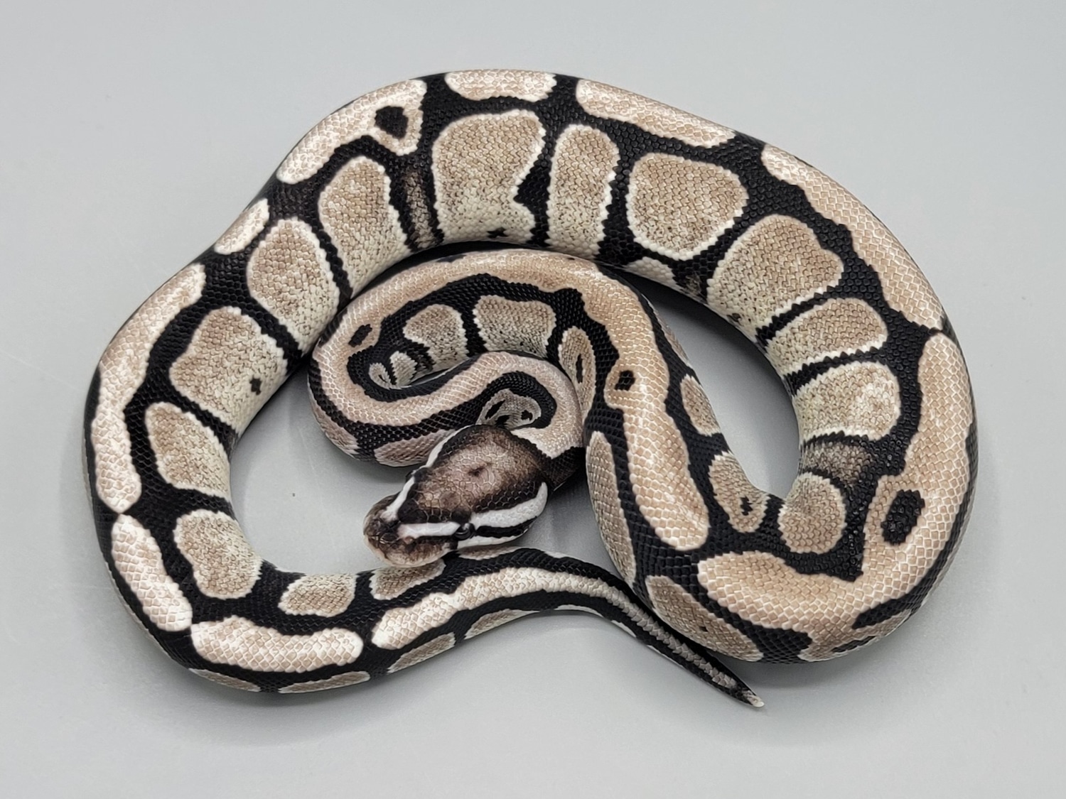 Vanilla VPI Axanthic het Desert Ghost