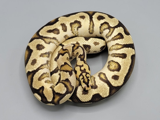 Fire Spotnose Clown Double Het Desert Ghost/VPI Axanthic Ball Python by ...
