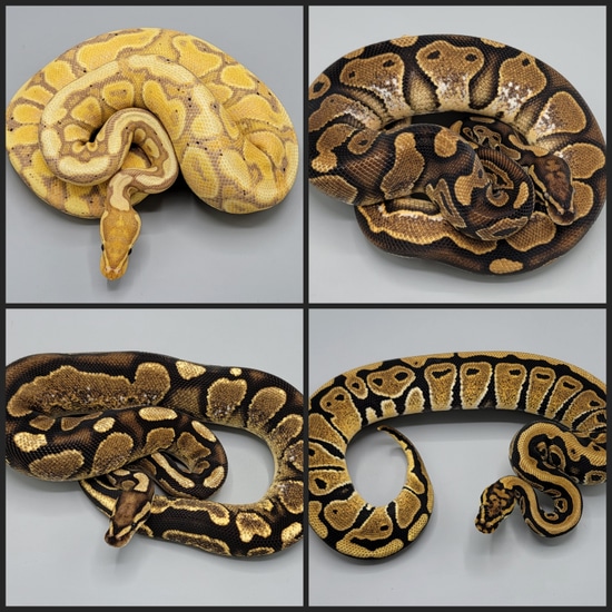 1.3 Ball Python Group by Milbradt & Caponetto Pythons