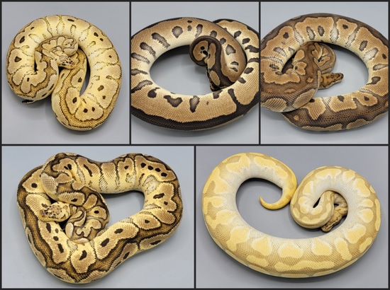 0.5 Adult Breeder Female Group Ball Python by Milbradt & Caponetto Pythons