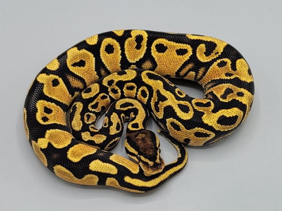 Orange Dream Yellowbelly Het Paint Ball Python by Milbradt & Caponetto ...