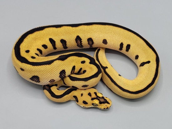 Lace Leopard Spotnose Enchi Clown Ball Python by Milbradt & Caponetto Pythons