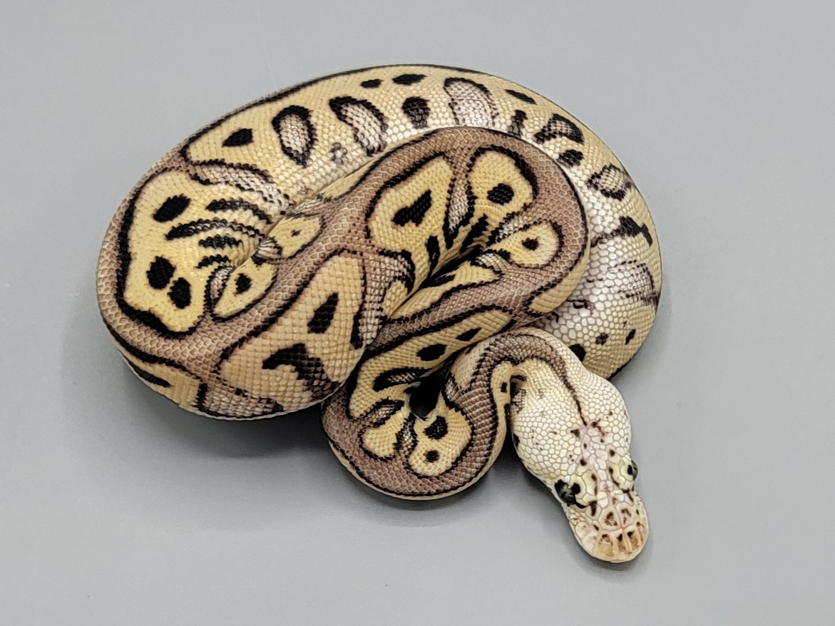 Leopard Spotnose Firefly Clown het Desert Ghost