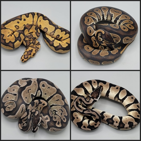 Group Of Four Ball Pythons by Milbradt & Caponetto Pythons