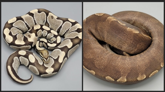 1.1 Adult Desert Ghost Axanthic Project Pair Ball Python by Milbradt ...