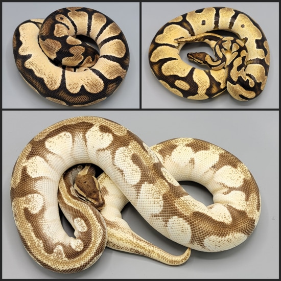 0.3 Adult Breeder Female Group Ball Python by Milbradt & Caponetto Pythons